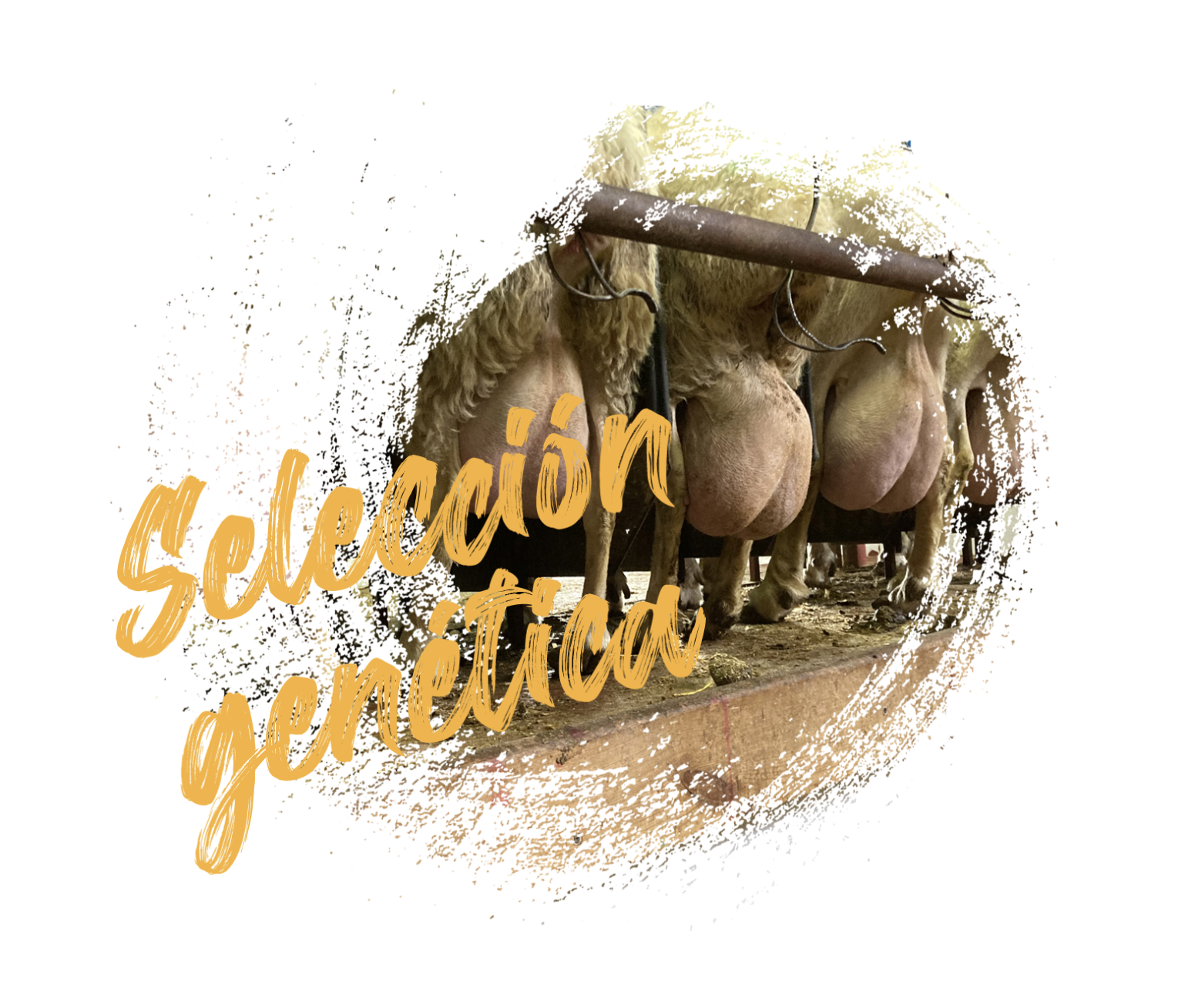 Selección de Genética ASSAF en León - Santagonza Ovino Selecto