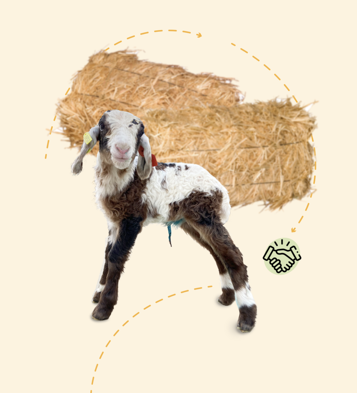 Venta de genética ASSAF en León - Santagonza Ovino Selecto